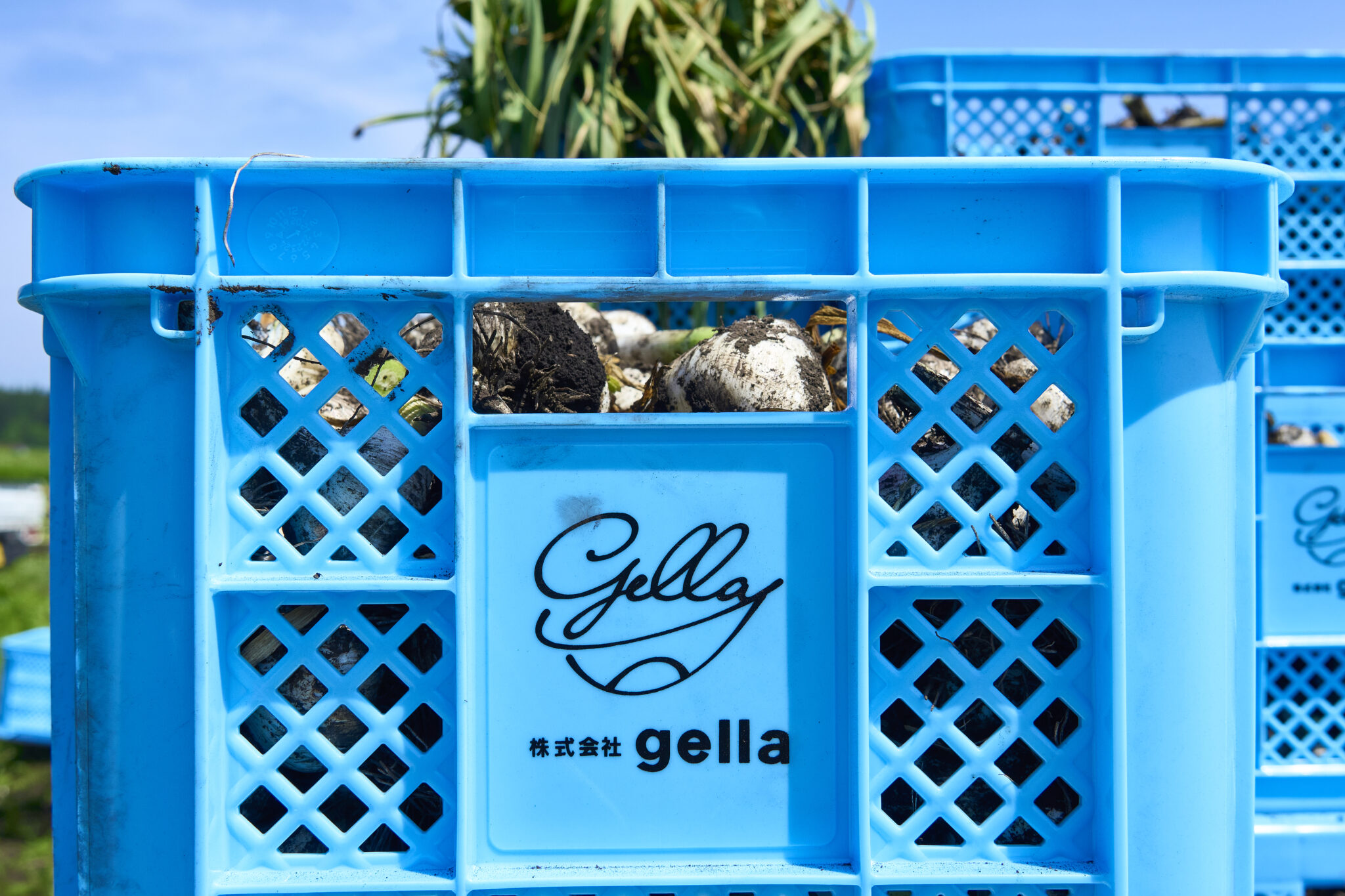 JGAP認証農場の農産物は安全安心！JGAPの概要から取得するメリット、流れまで解説 - 【公式】株式会社gella│にんにくの生産・販売